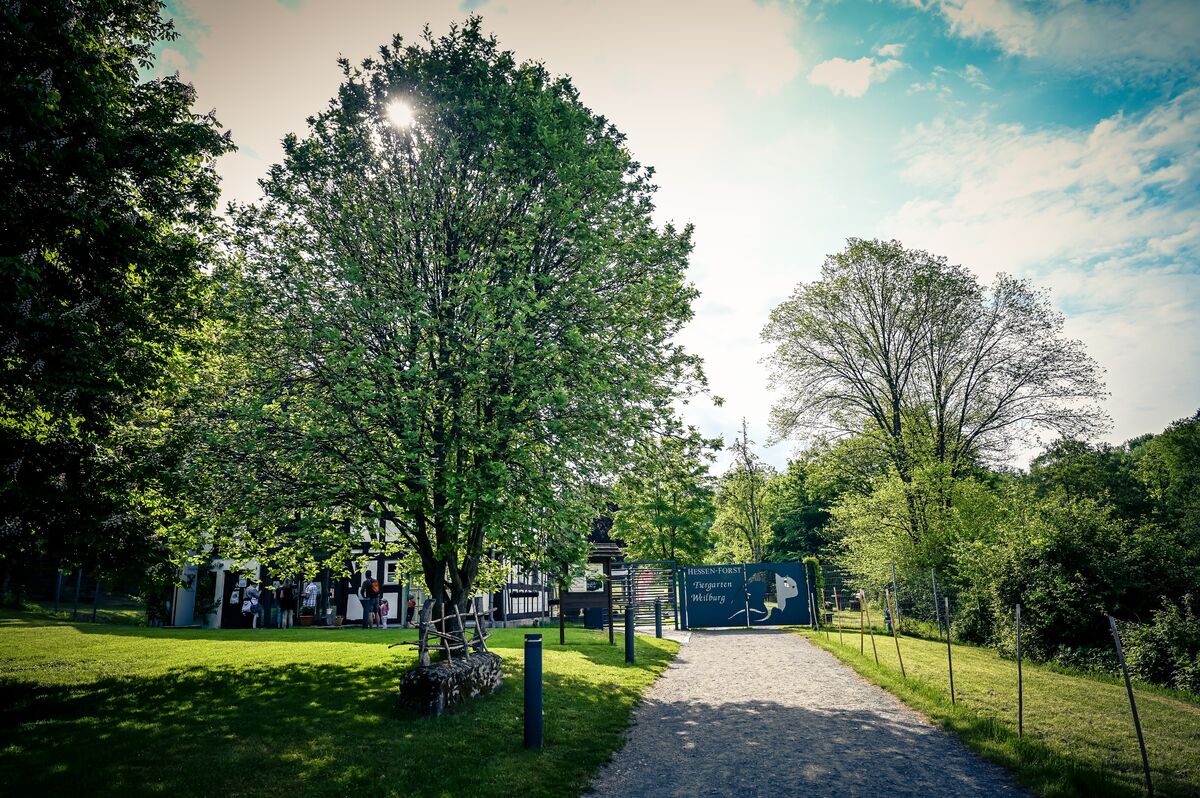 Über den Wildpark | HessenForst