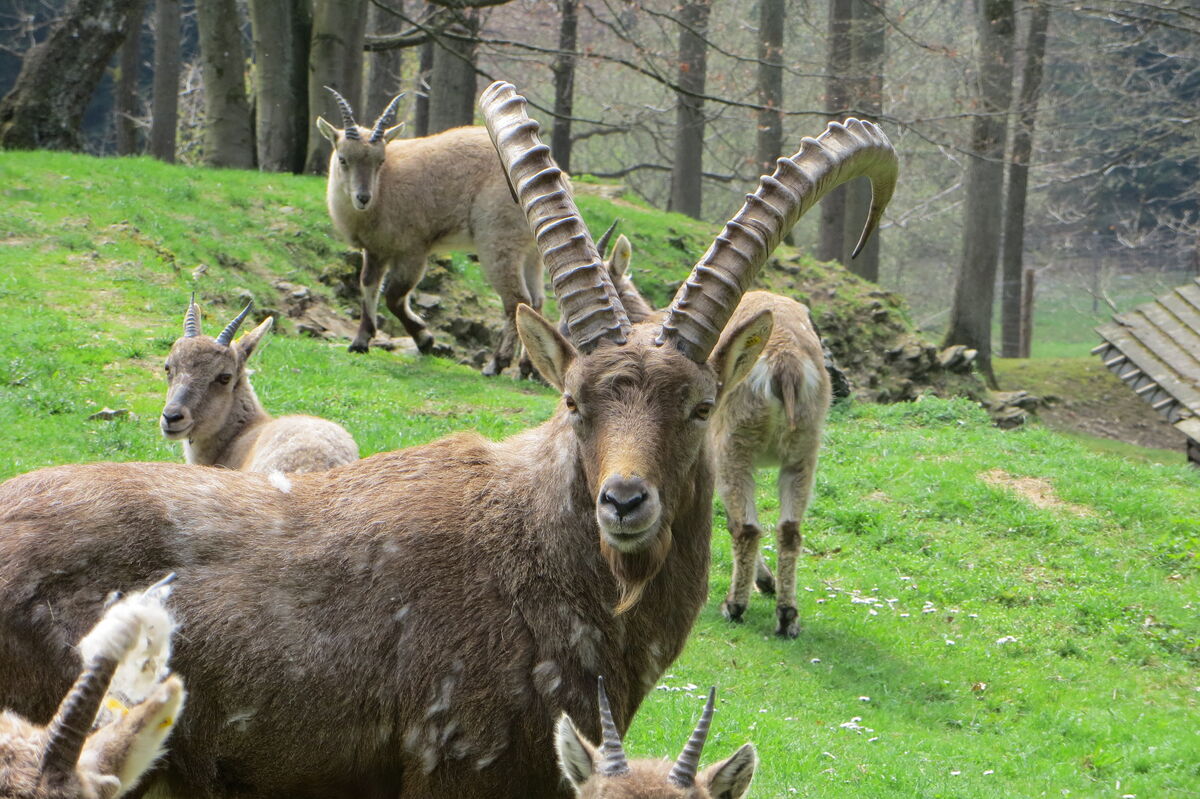 Die Tiere im Wildpark | HessenForst