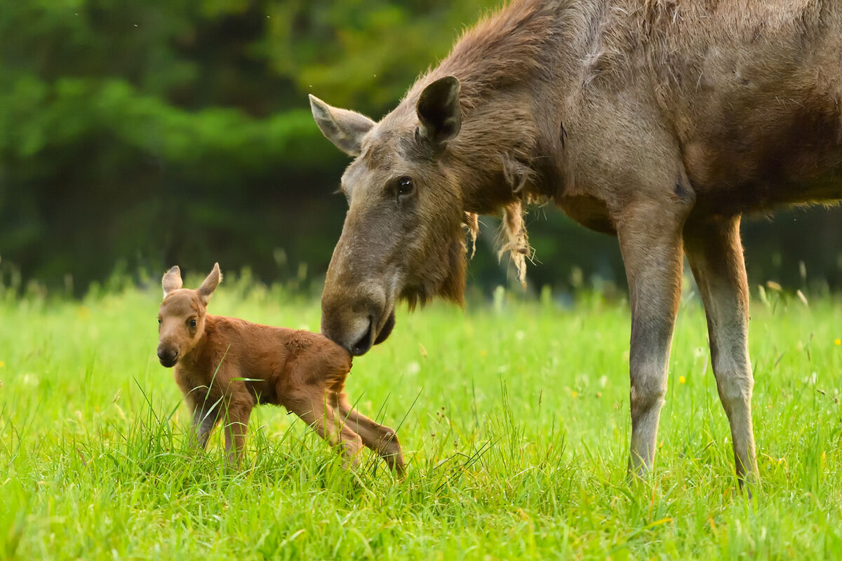 Weilburg hat den Elchtest bestanden | HessenForst