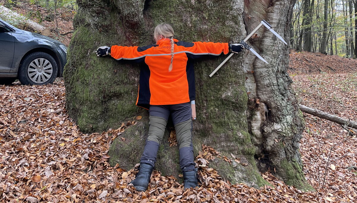 Monatsbericht FÖJ November | HessenForst