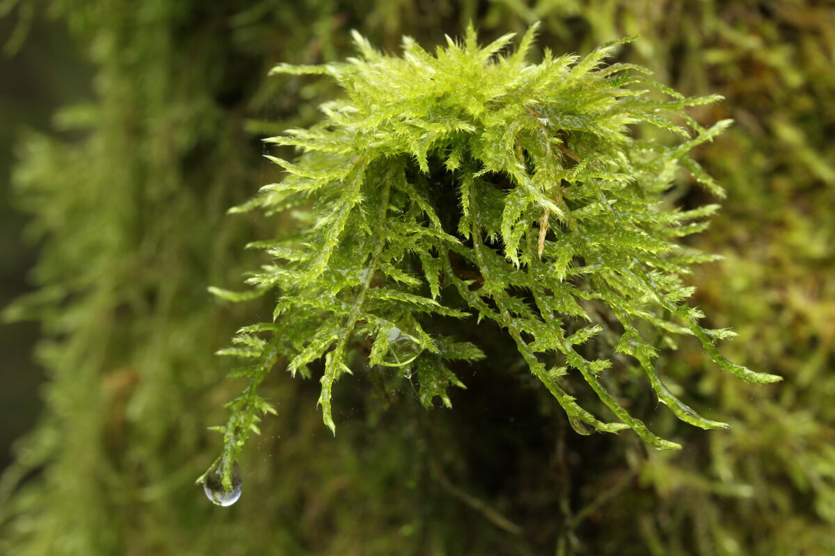 Moosgraffiti | HessenForst