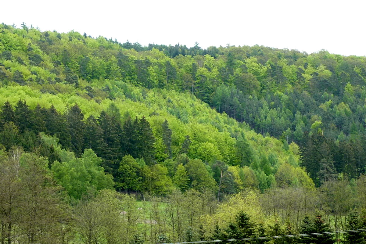 Führung "Biologische Vielfalt der Mischwälder" | HessenForst