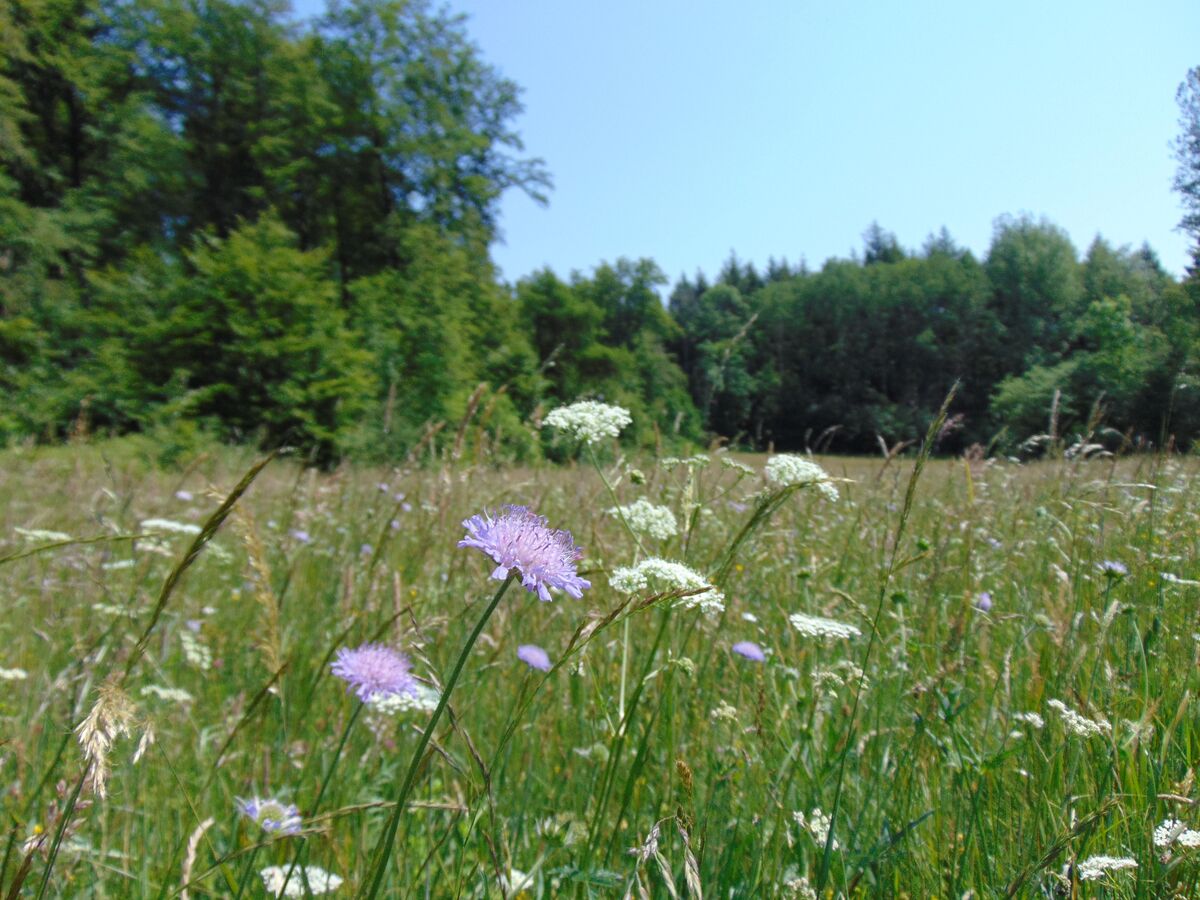 Wald – Wiesen – Wissen: Waldwiesen sind ökologisch wertvoller ...