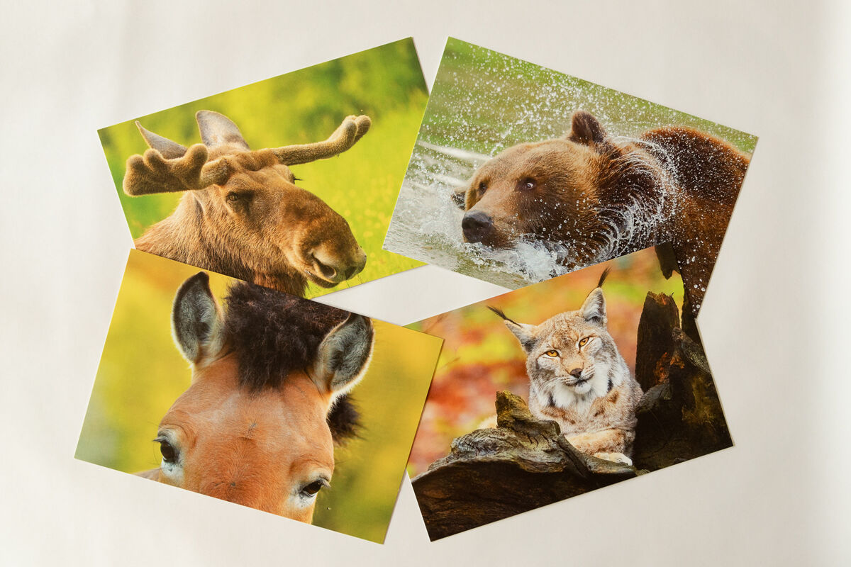 Neue Postkarten mit Fotos aus unserem Wildpark | HessenForst