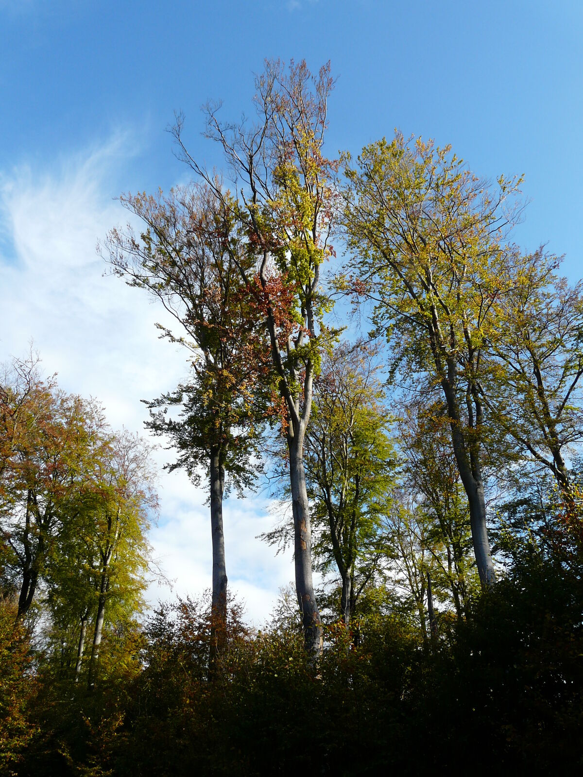 Zustand der Bäume an der Ruine Rodenberg verschlechtert sich | HessenForst