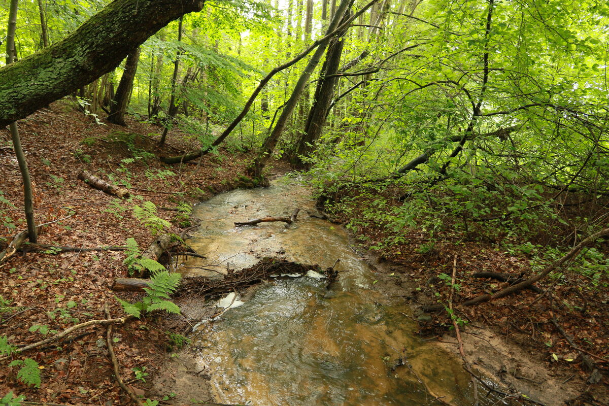 Wasser ist Leben: Quellen renaturiert | HessenForst