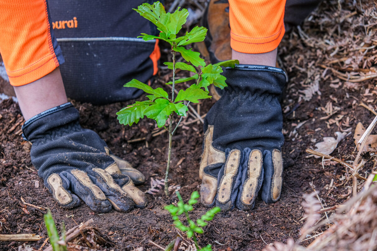 Planting instructions (English) for the Neheim planting spade | HessenForst