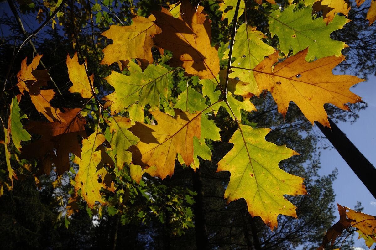 Baum des Jahres 2025: Die Roteiche (Quercus rubra) | HessenForst